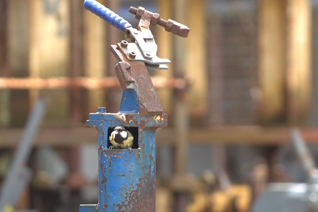 MINI production halted for unexpected guest - Sgcarmart