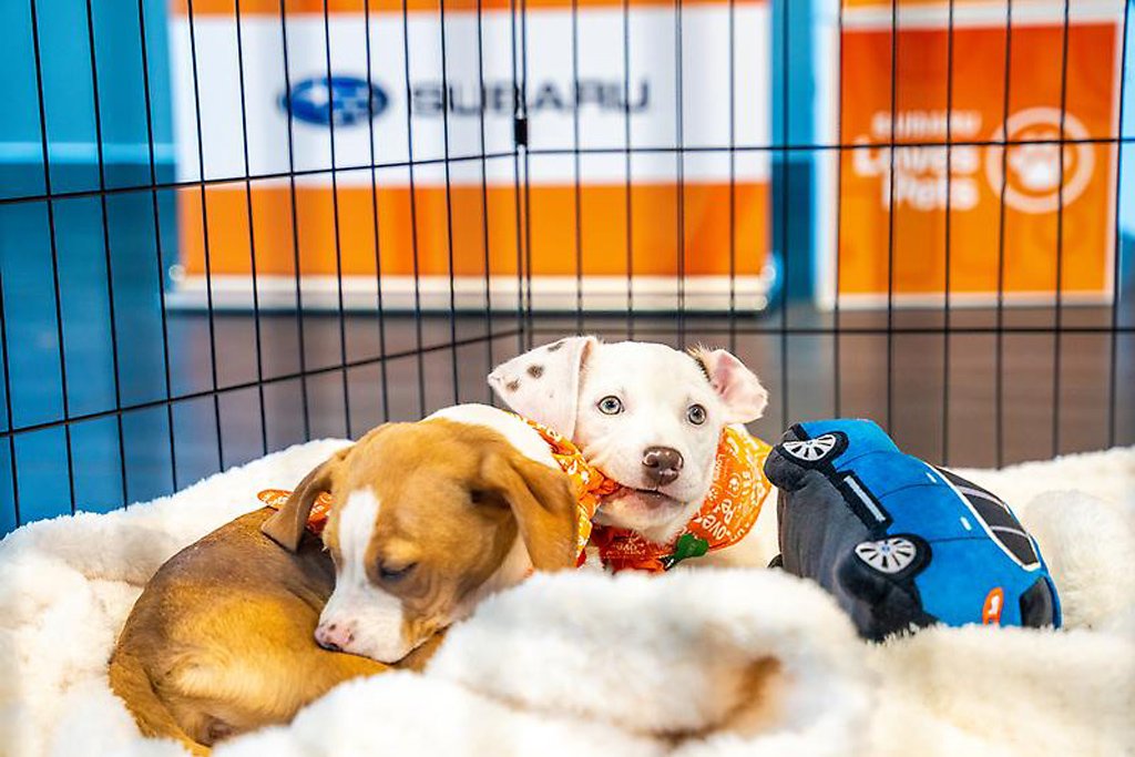 Subaru helped 47,000 shelter animals find homes in 2022