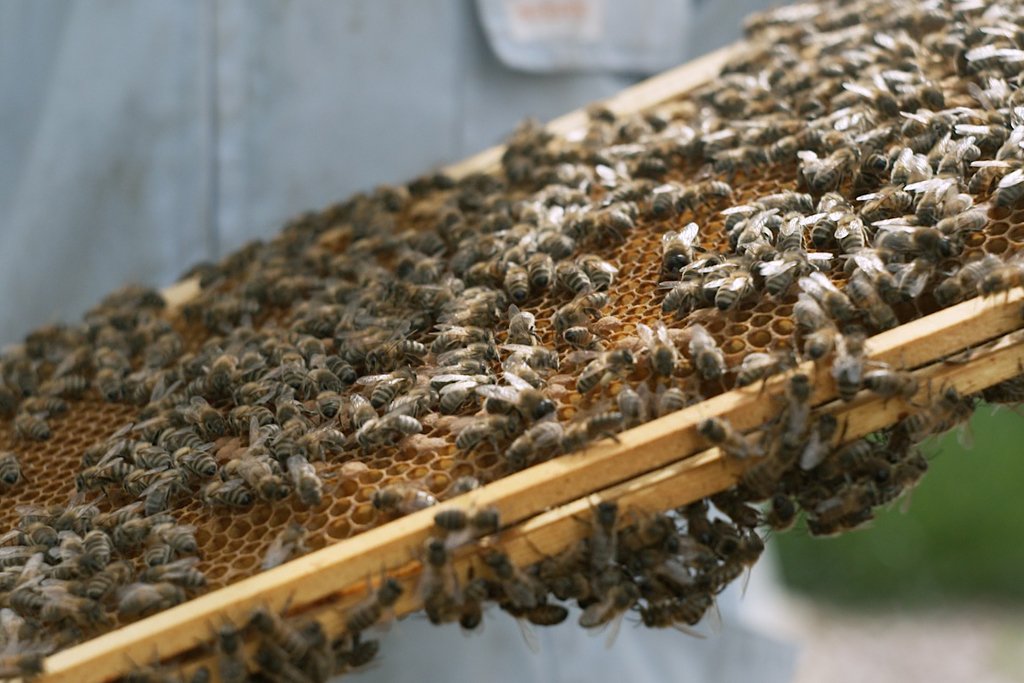 'Bentley Bees' colony to get seven more hives